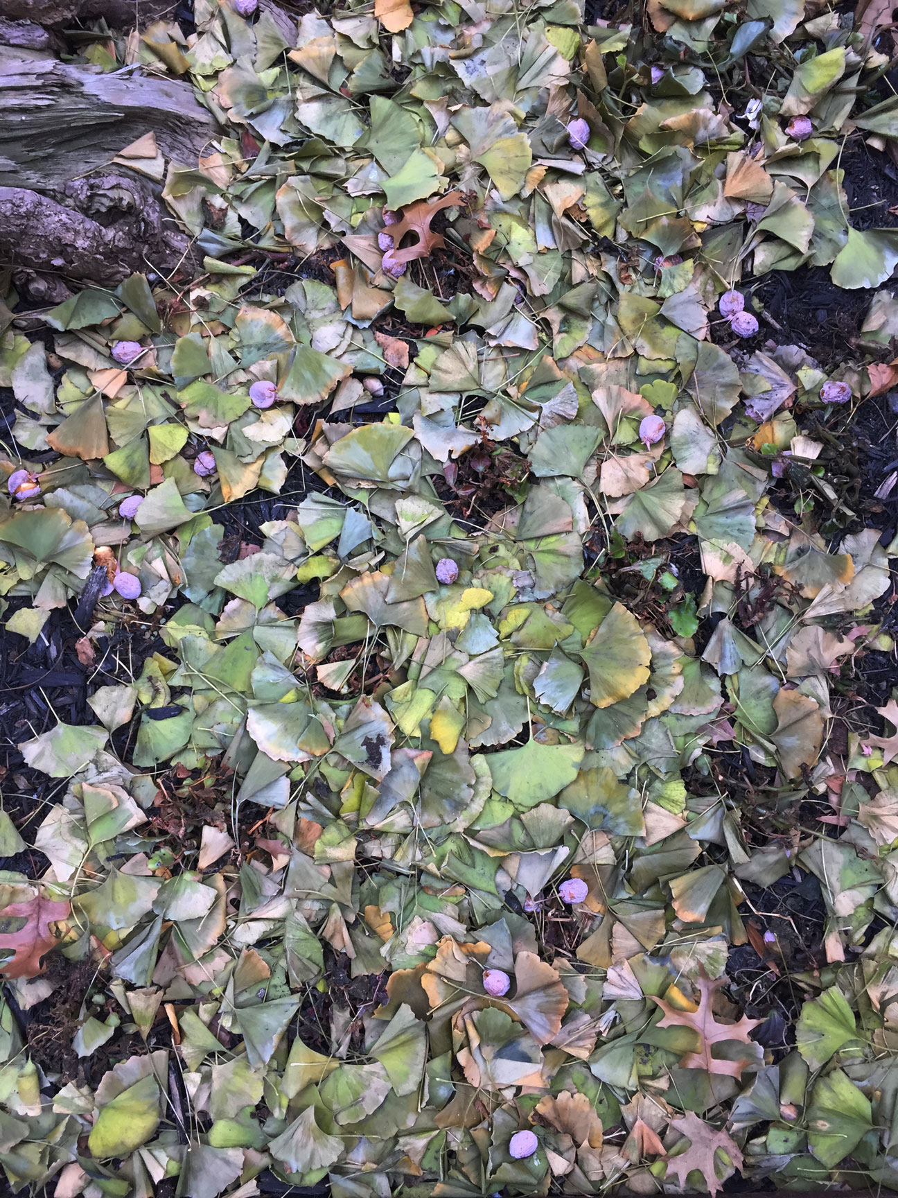 Our Land – Cindy QIAO